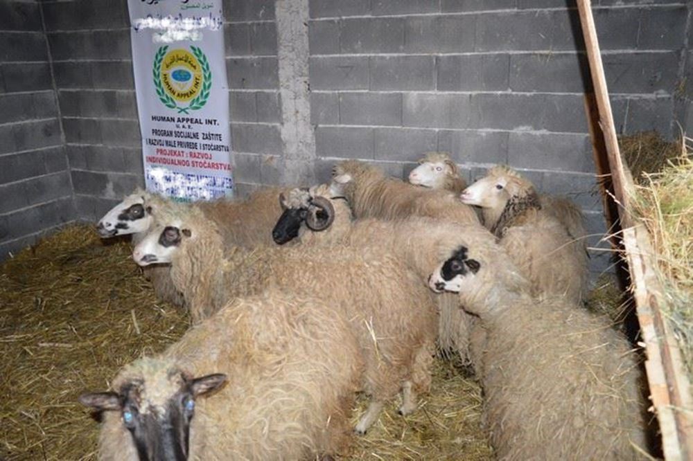 Breeding and selling sheep - International Charity Organization